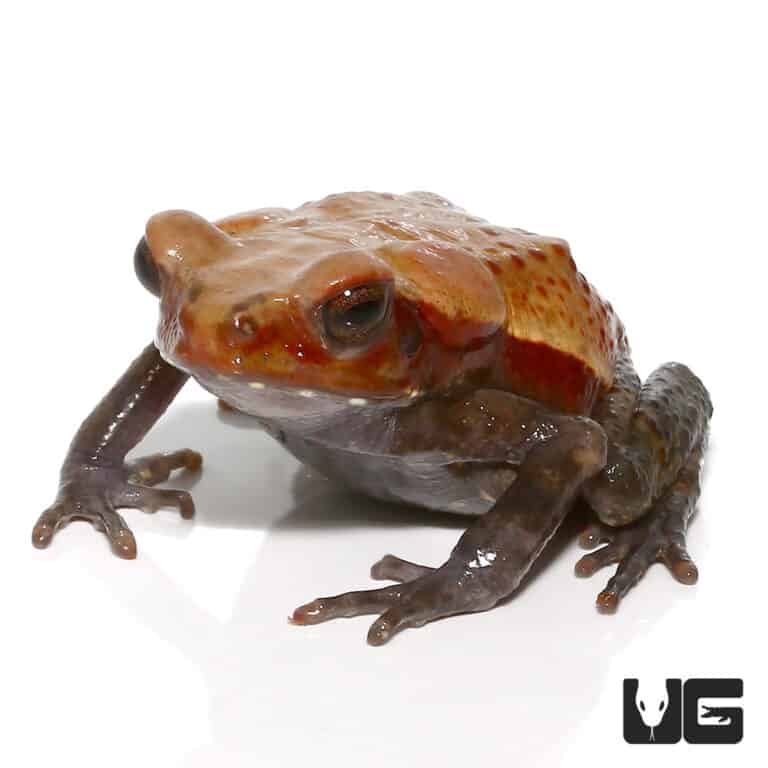 Toads For Sale - Underground Reptiles