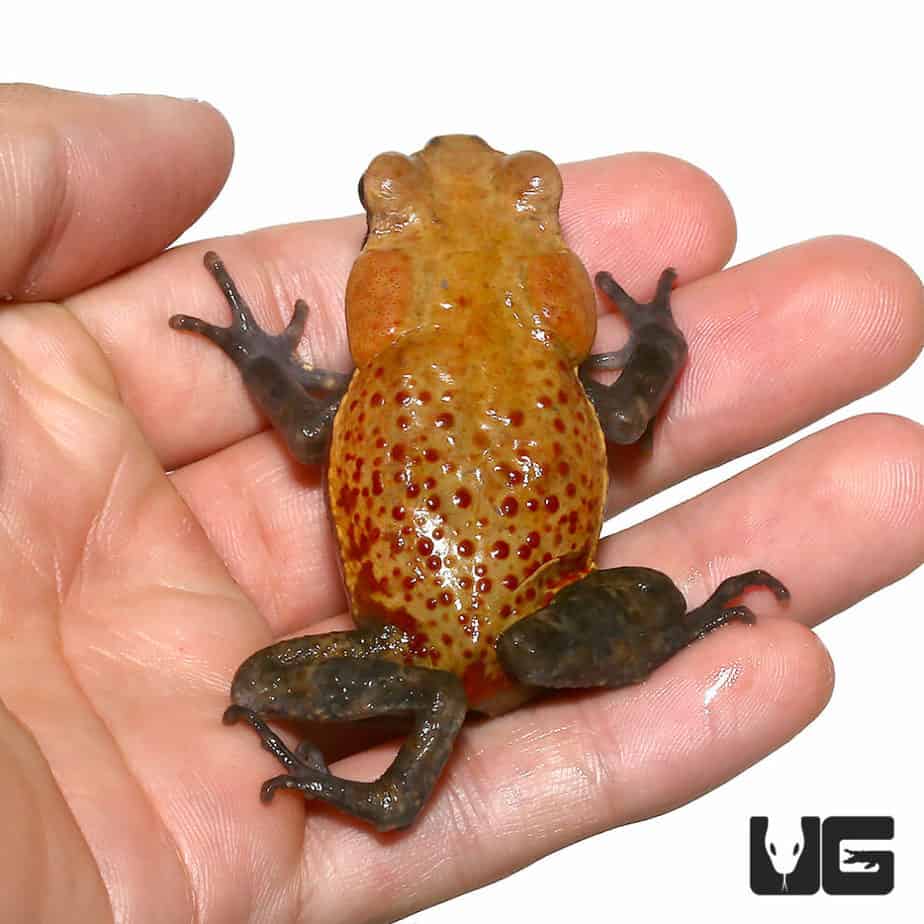Smooth Sided Toads (Bufo guttatus) For Sale - Underground Reptiles