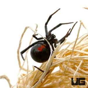 Baby Southern Black Widow Spider (Latrodectus mactans) For sale ...