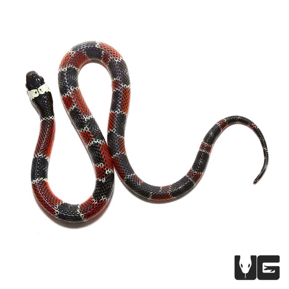 Calico Snakes (Oxyrhopus petolarius) For Sale - Underground Reptiles