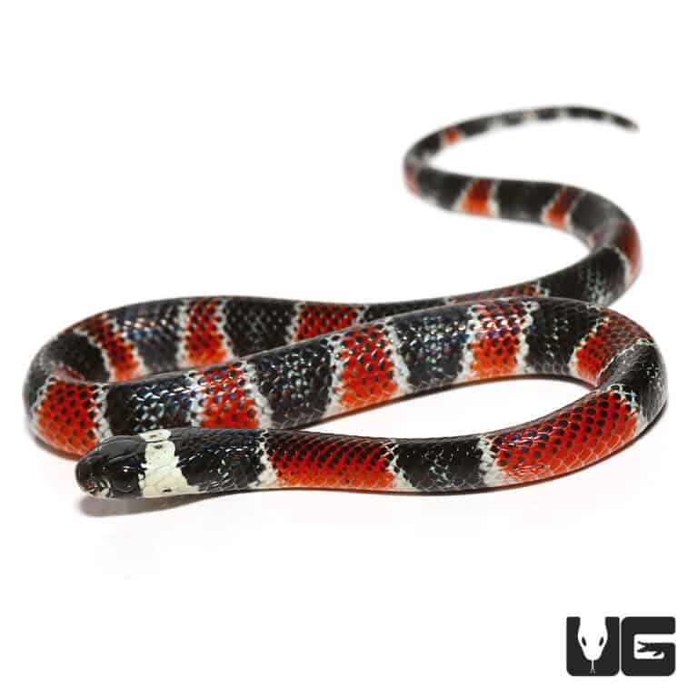Calico Snakes (Oxyrhopus petolarius) For Sale - Underground Reptiles