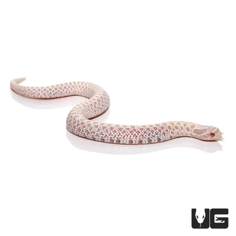 Baby Snow Western Hognose Snakes (Heterodon nasicus) For Sale ...