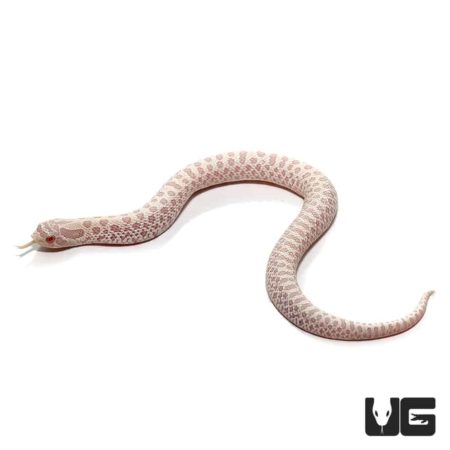 Baby Snow Western Hognose Snakes (Heterodon nasicus) For Sale ...
