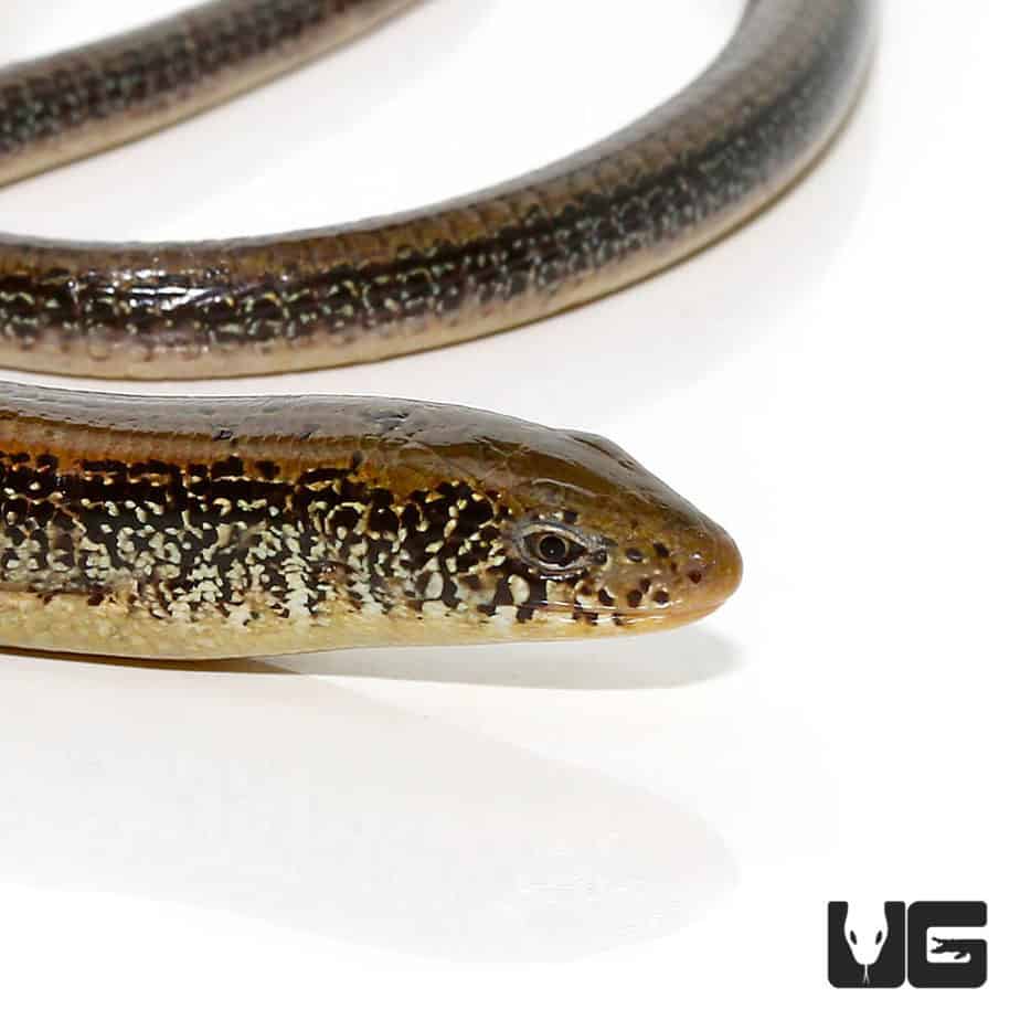 Garter, Gophers, Bull & Pine Snakes For Sale - Underground Reptiles