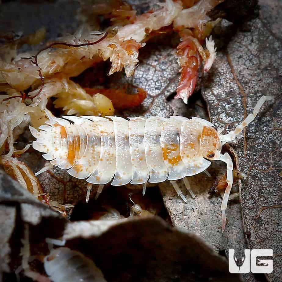 Porcellio Scaber Orange Dalmatian Isopods - Underground Reptiles