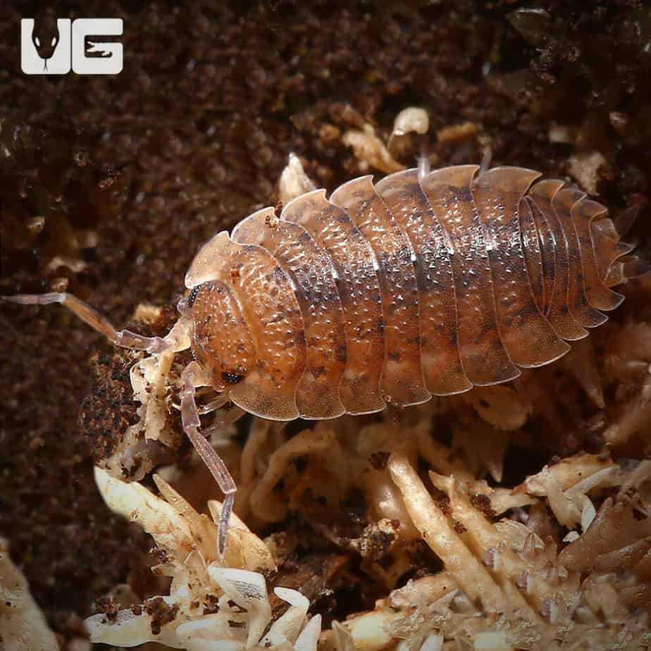 Isopods For Sale - Underground Reptiles