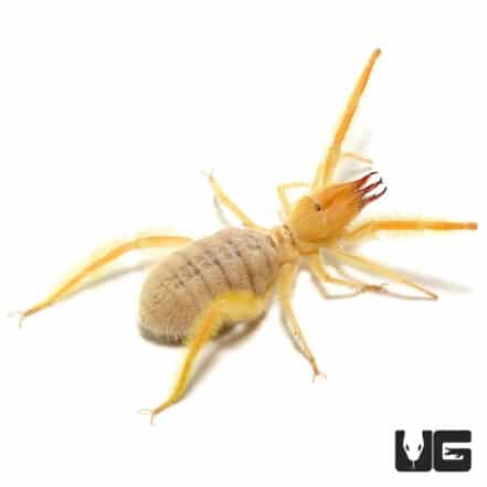 Sun Spider (Solifugae sp) For Sale - Underground Reptiles