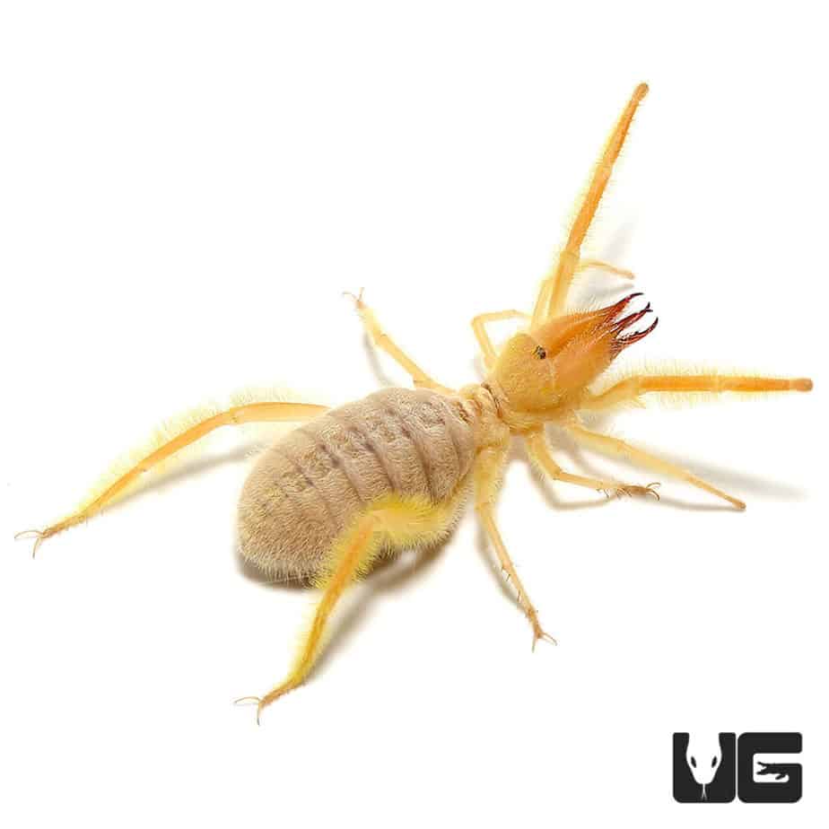 Sun Spider (Solifugae sp) For Sale - Underground Reptiles