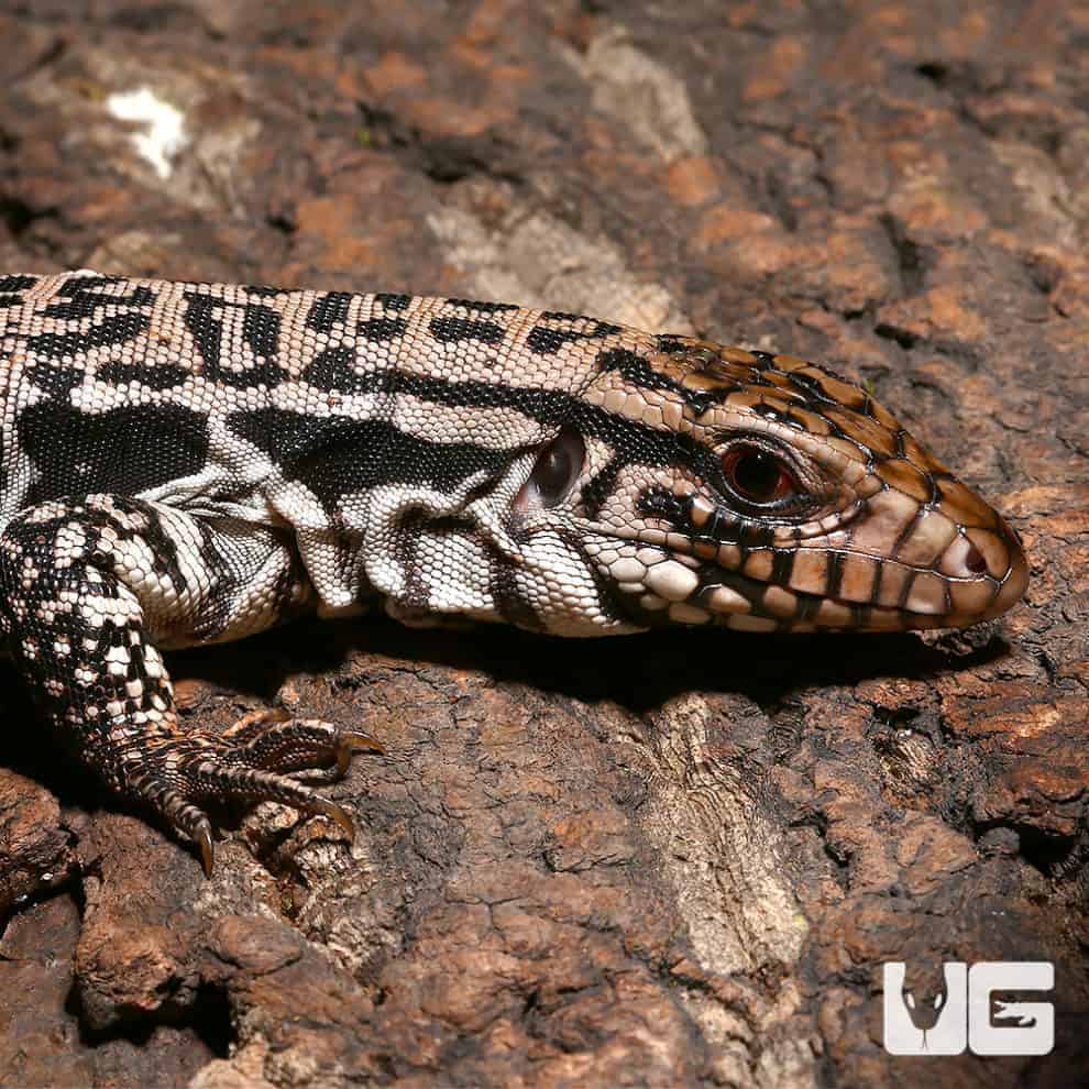 Captive Bred Tegus For Sale - Underground Reptiles