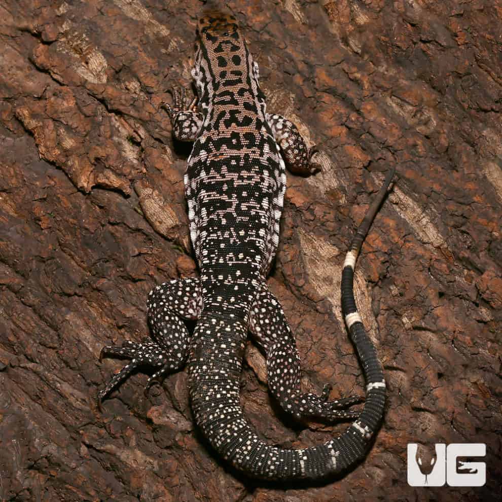 Captive Bred Tegus For Sale - Underground Reptiles