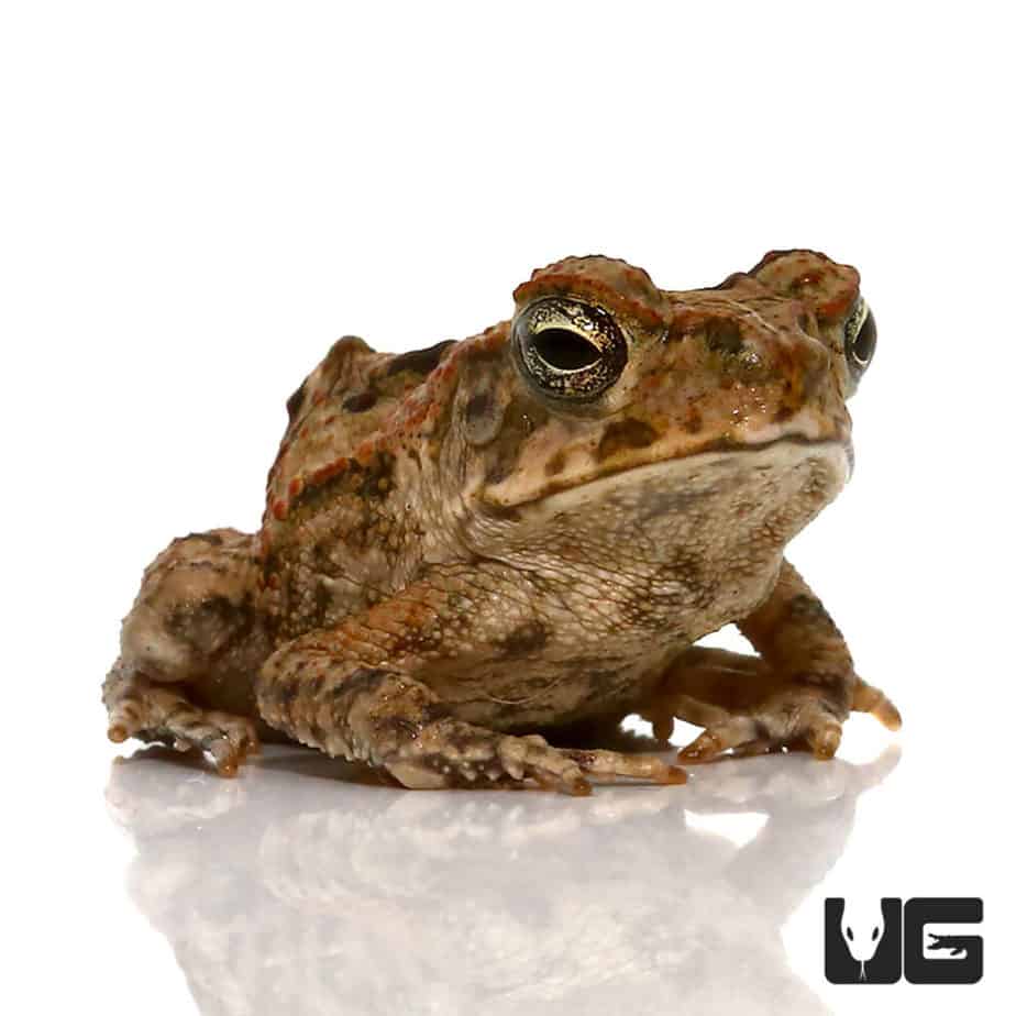Baby Marine Toad (Bufo marinus) For Sale - Underground Reptiles