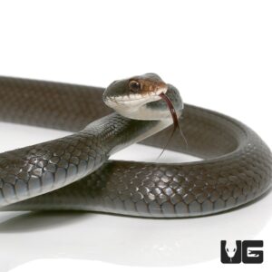 Black Racers For Sale - Underground Reptiles