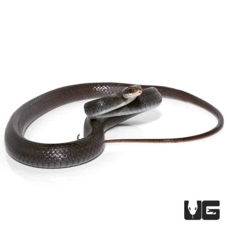 Black Racers For Sale - Underground Reptiles