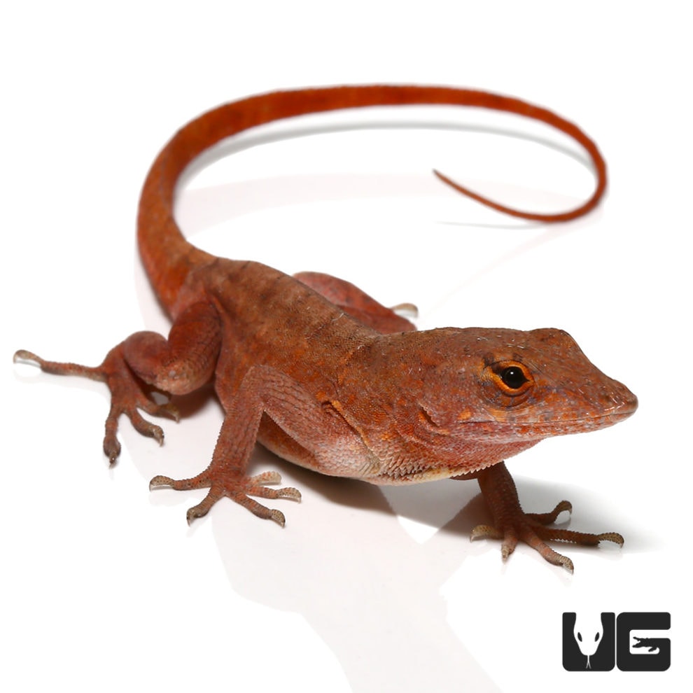 Anoles For Sale - Underground Reptiles