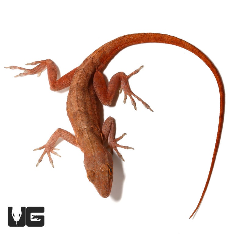 Anoles For Sale - Underground Reptiles
