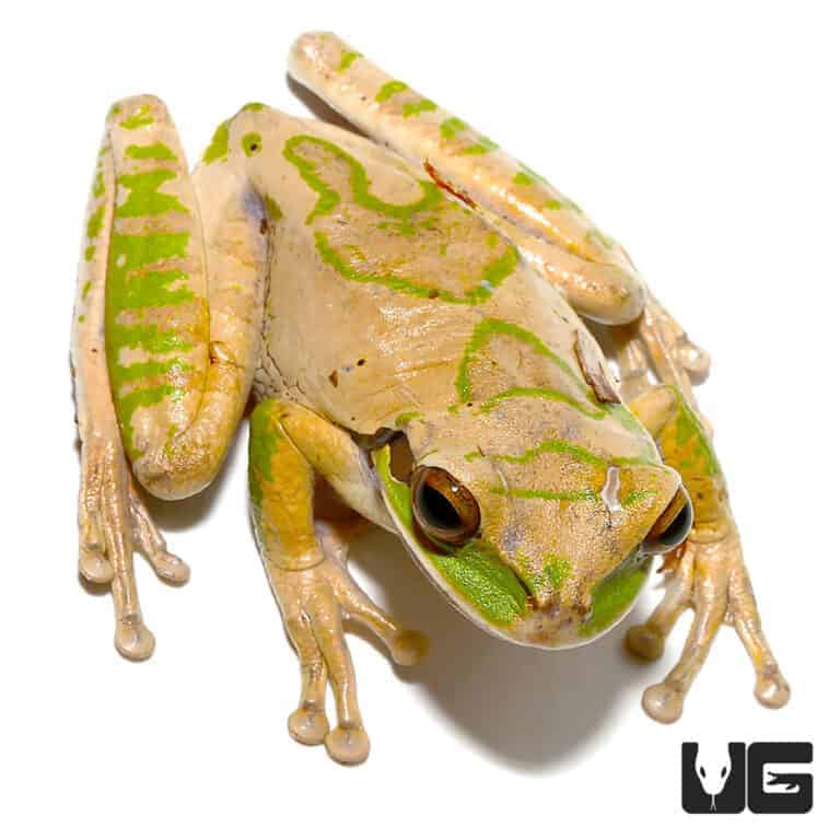 Tree Frogs For Sale - Underground Reptiles