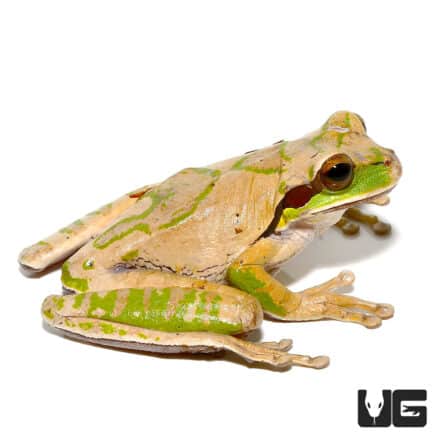 Masked Tree Frog (Smilisca phaeota) For Sale - Underground Reptiles