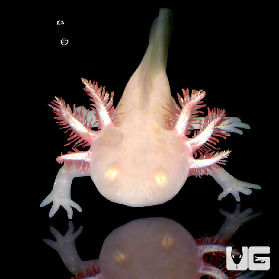 Axolotls For Sale - Underground Reptiles