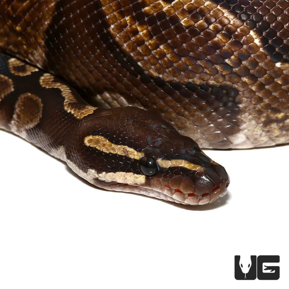 Baby Ball Pythons For Sale - Underground Reptiles