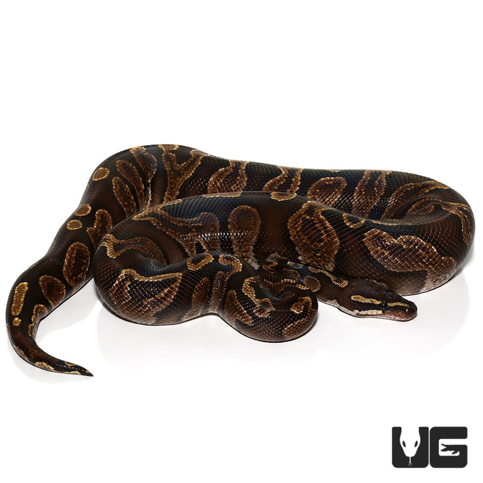 Baby Ball Pythons For Sale - Underground Reptiles