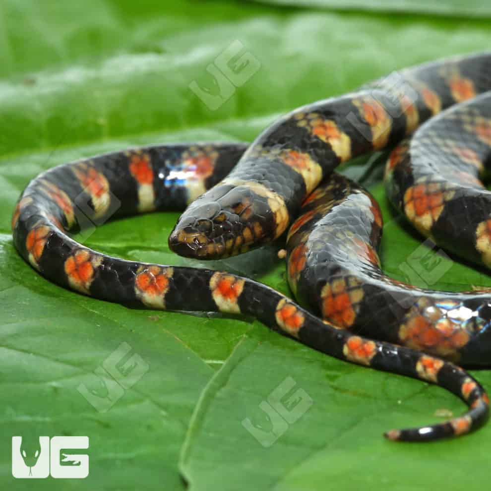 Suriname Water False Coral Snake - Underground Reptiles