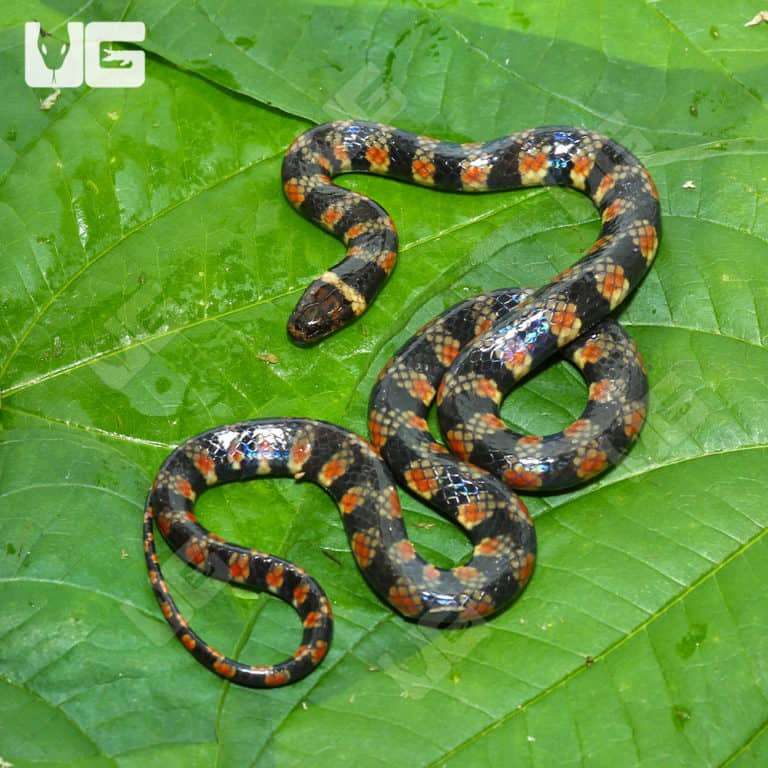 Suriname Water False Coral Snake - Underground Reptiles
