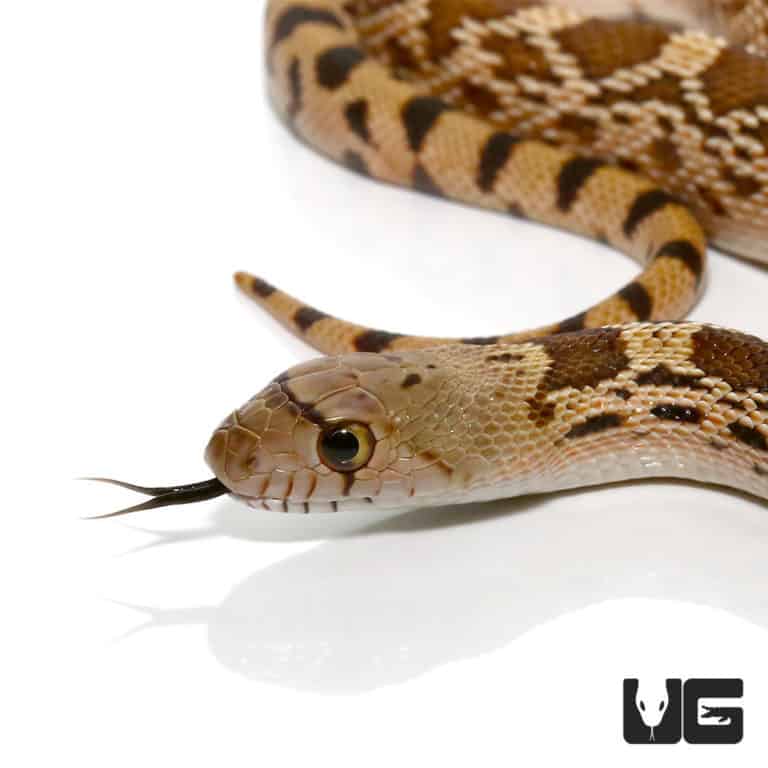 Garter, Gophers, Bull & Pine Snakes For Sale - Underground Reptiles