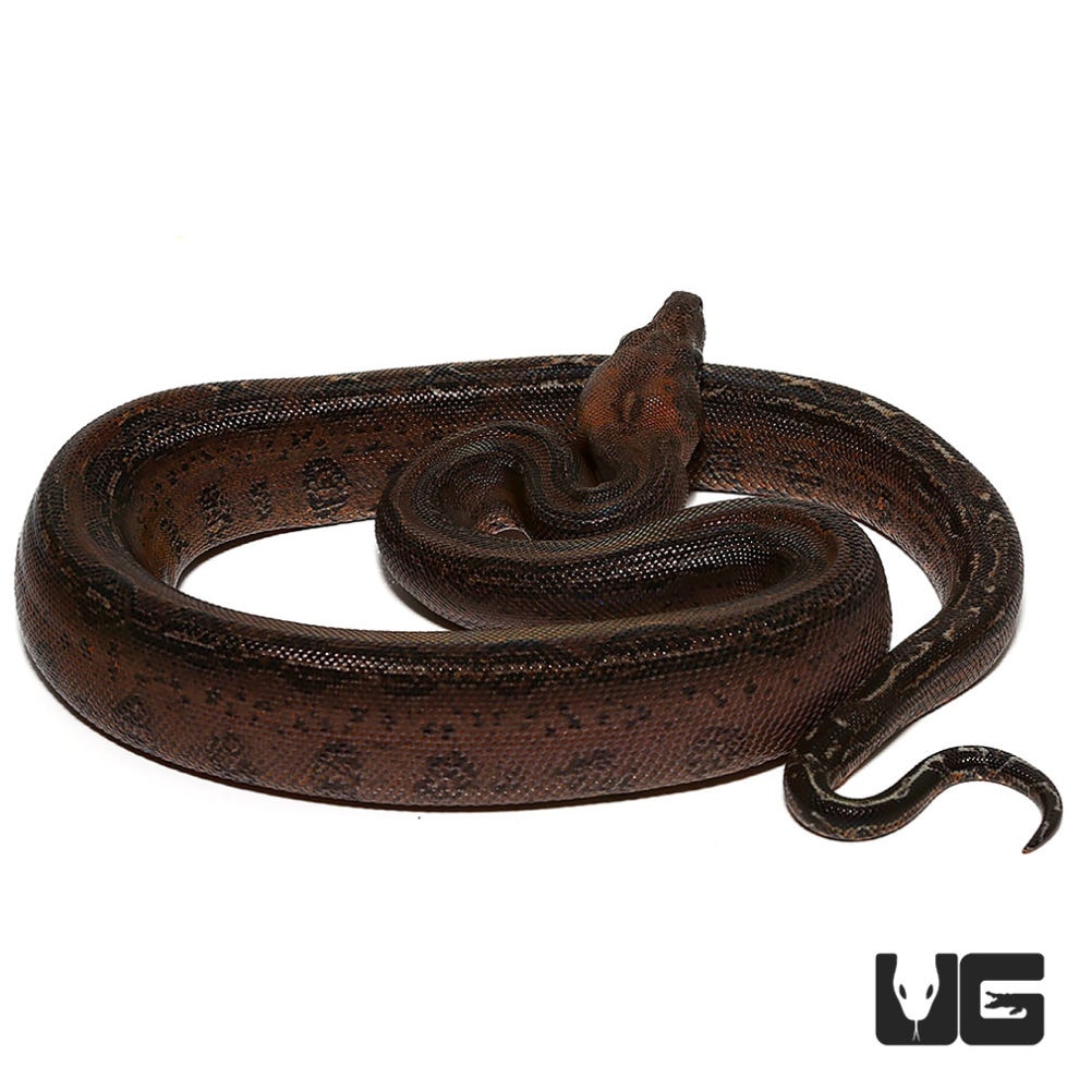 Baby Sonoran Leopard Boa - Underground Reptiles