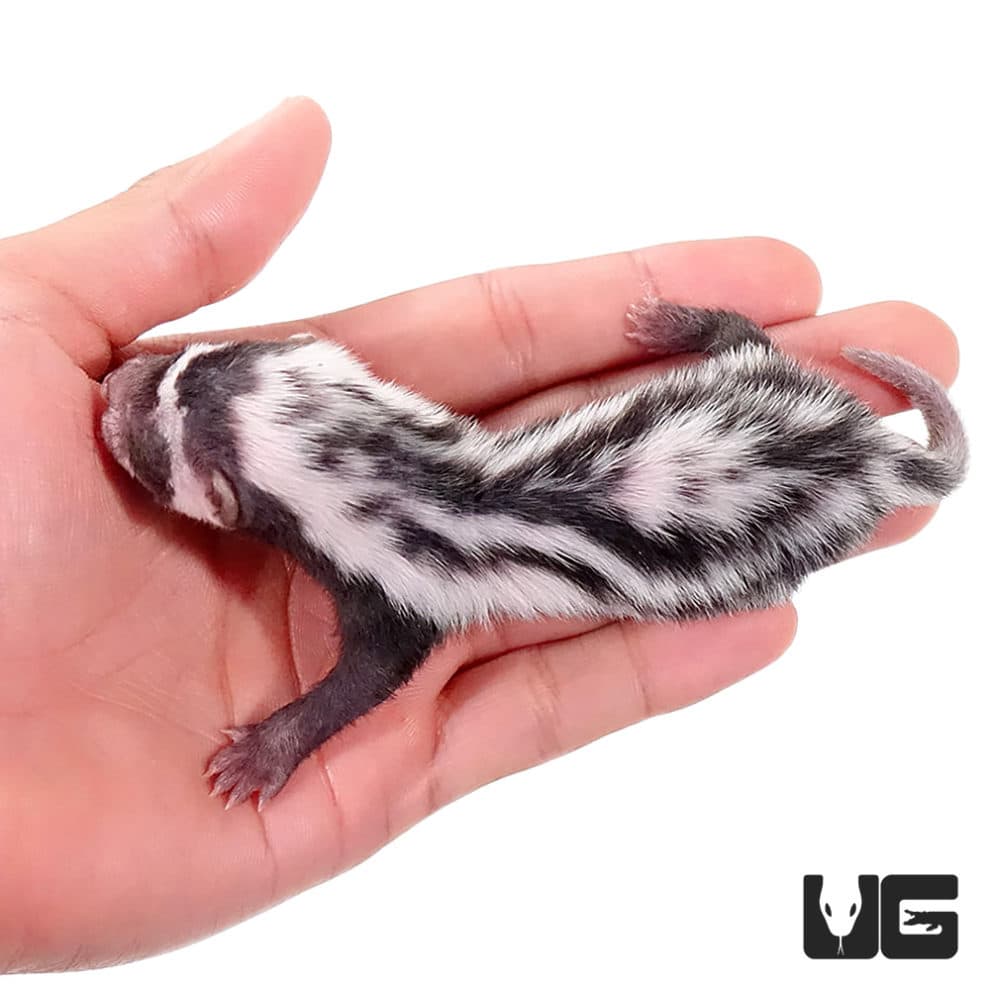Baby Libyan Striped Weasel (Ictonyx libycus) For Sale - Underground ...