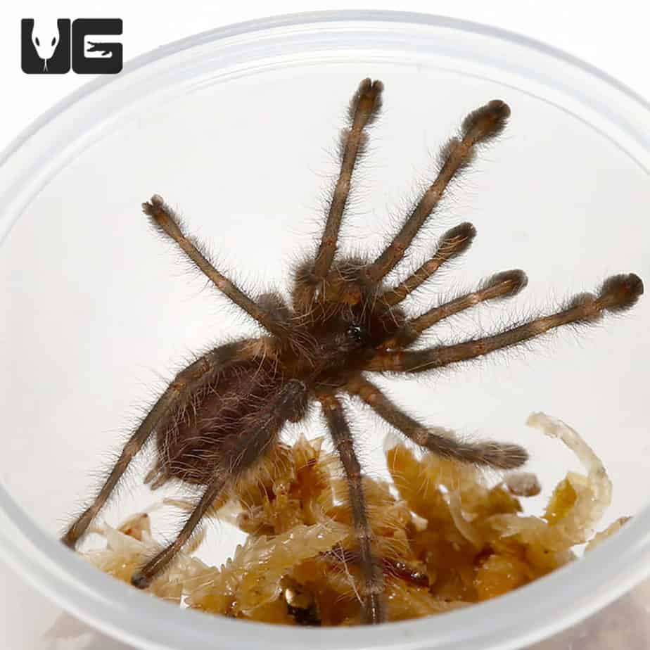 Wessels Tiger Ornamental Tarantulas For Sale - Underground Reptiles