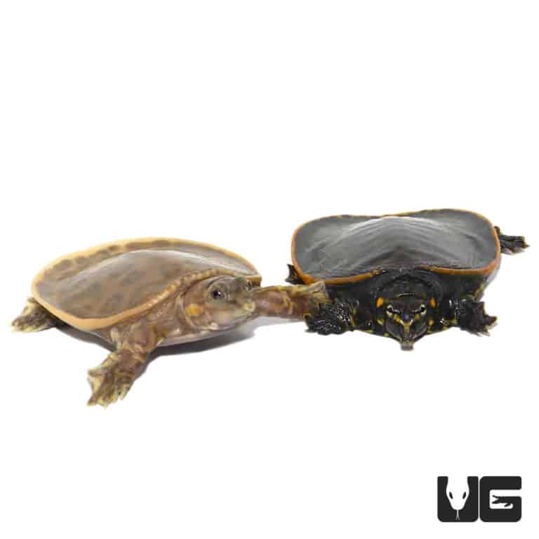 Baby Hypo Florida Softshell Turtle - Underground Reptiles