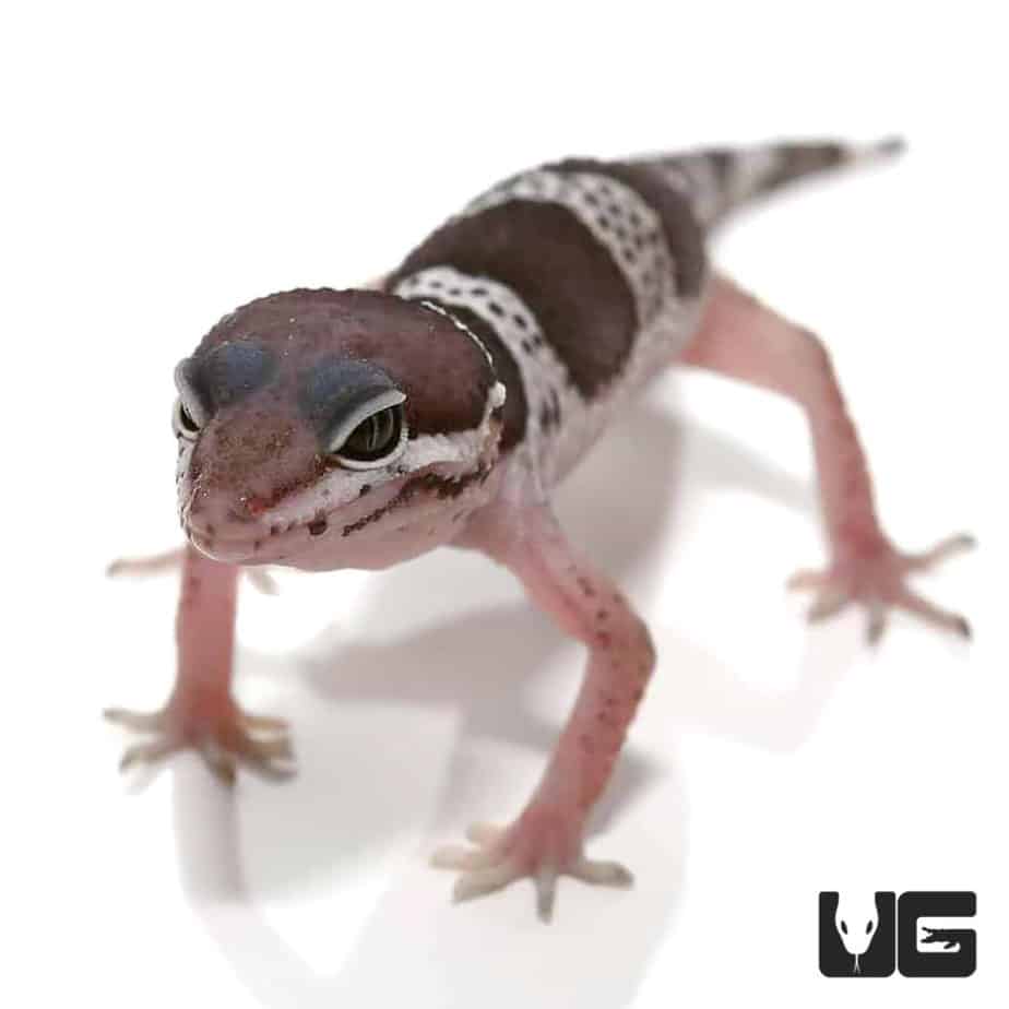 Leopard Geckos For Sale - Underground Reptiles