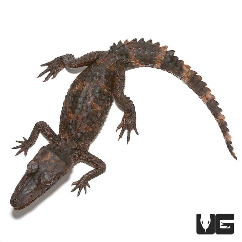Baby-Smooth-Fronted Caimans For Sale - Underground Reptiles