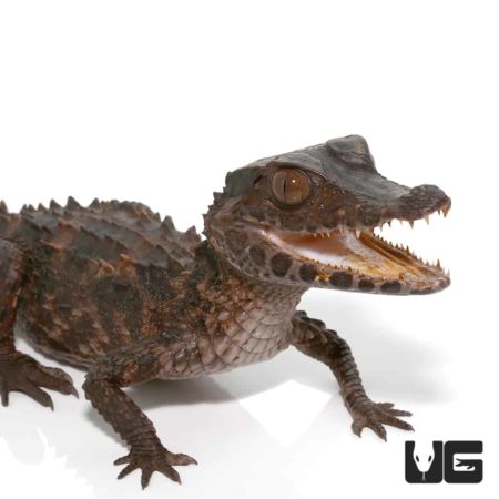 Baby-Smooth-Fronted Caimans For Sale - Underground Reptiles