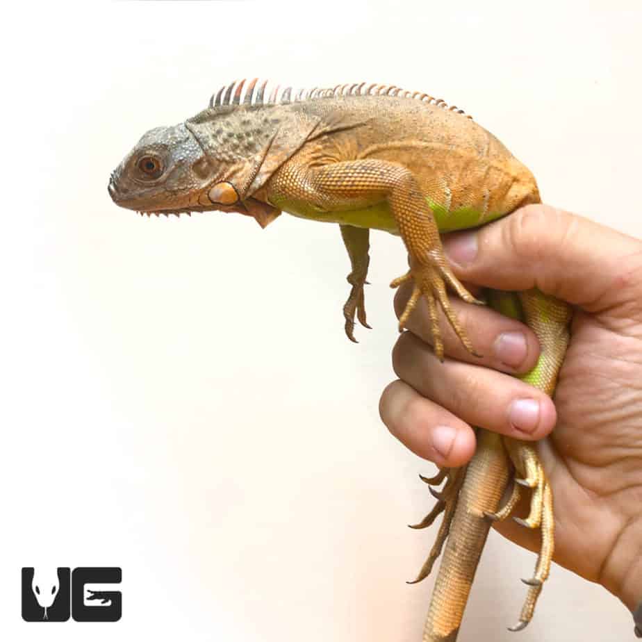 Iguanas For Sale - Red, Greens & Blues - Underground Reptiles