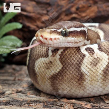 Male GHI Lesser Ball Pythons For Sale - Underground Reptiles