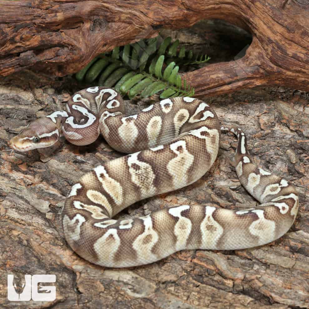 Ball Pythons For Sale - Underground Reptiles