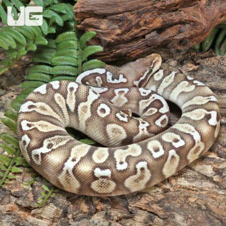 Male GHI Lesser Ball Pythons For Sale - Underground Reptiles