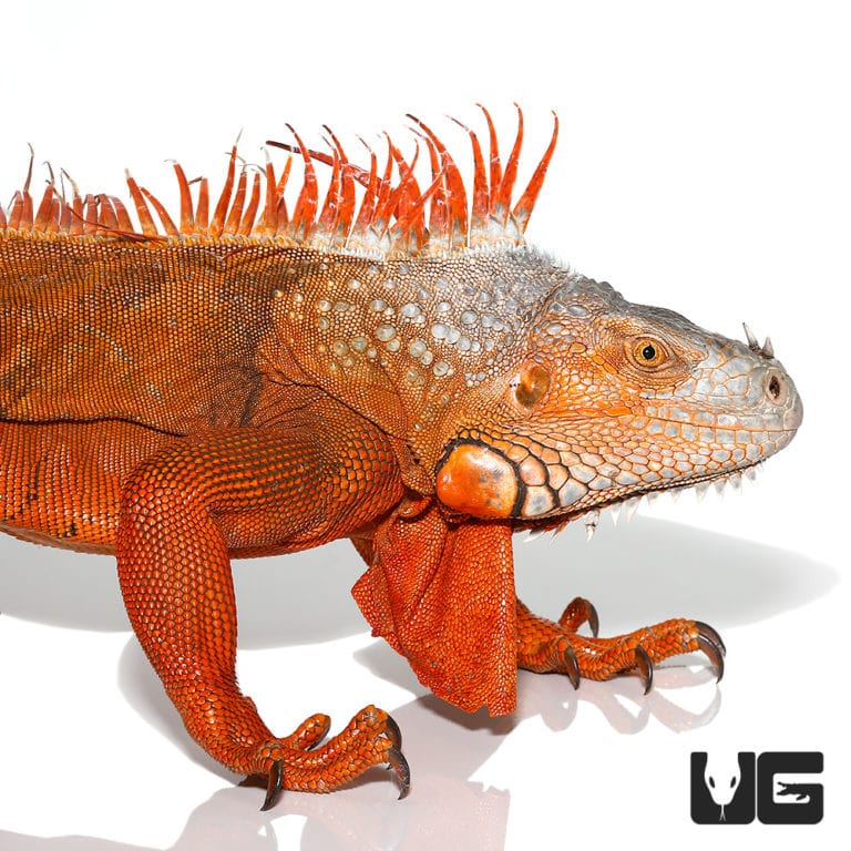 Iguanas For Sale - Red, Greens & Blues - Underground Reptiles