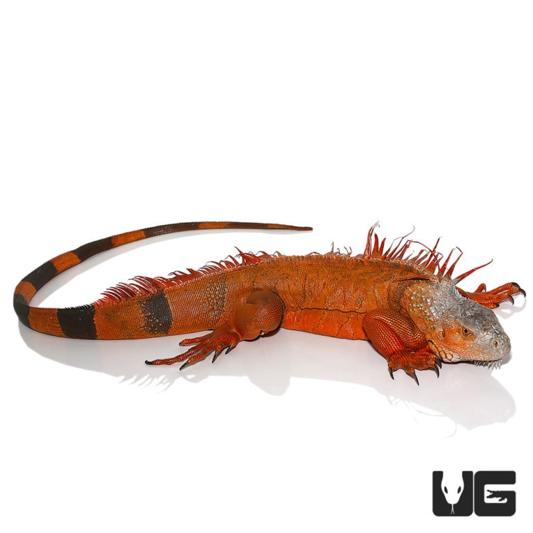 Female Miami Blue Iguana For Sale - Underground Reptiles