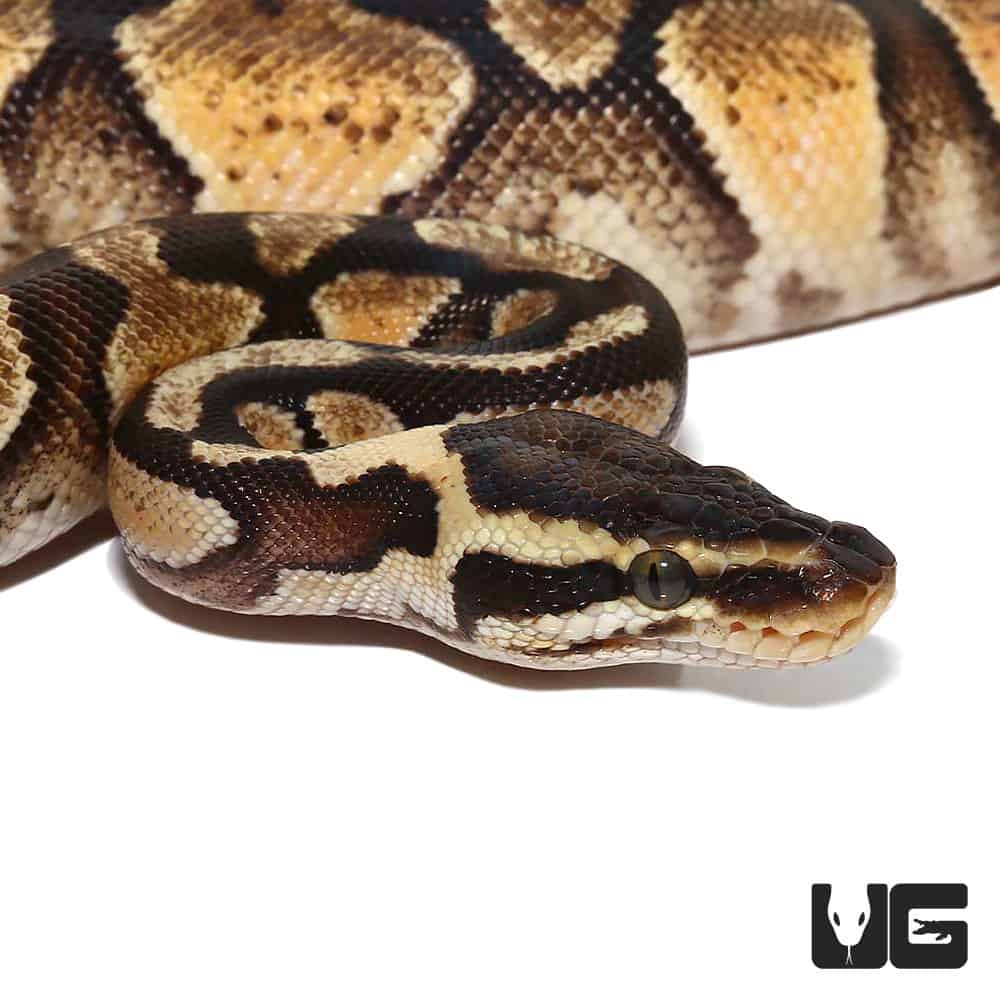 Baby Pastel Phantom Ball Python (Python regius) For Sale - Underground Reptiles
