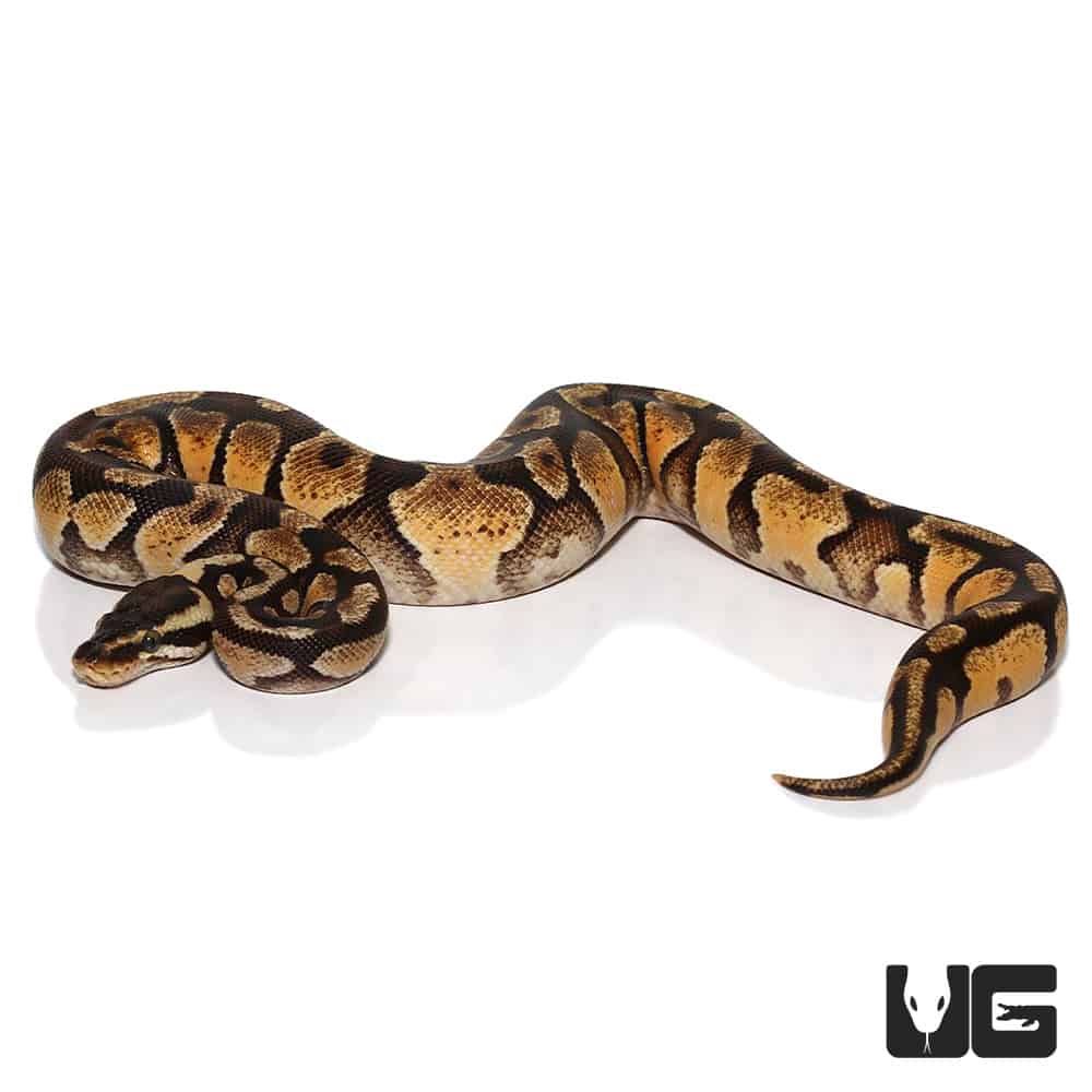 Baby Pastel Phantom Ball Python (Python regius) For Sale - Underground ...