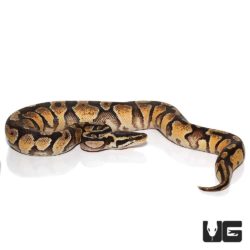 Baby Pastel Phantom Ball Python (Python regius) For Sale - Underground ...