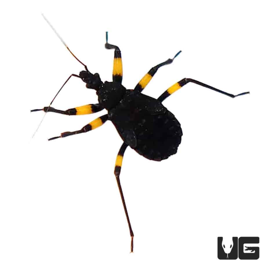Baby White Spotted Assassin Bug - Underground Reptiles