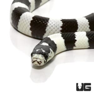 Kingsnakes For Sale - Underground Reptiles