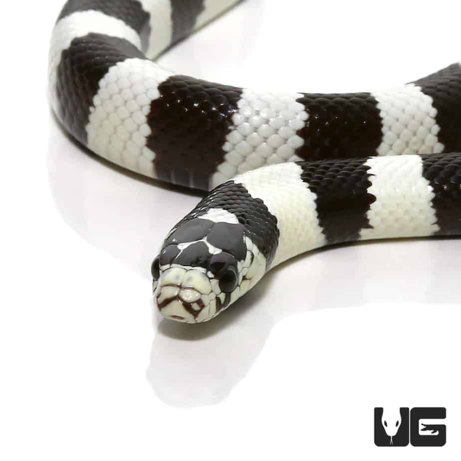 Yearling Black And White California Kingsnake - Underground Reptiles