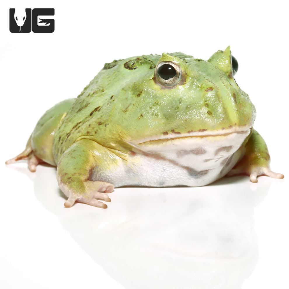 Peppermint Pacman Frog For Sale - Underground Reptiles