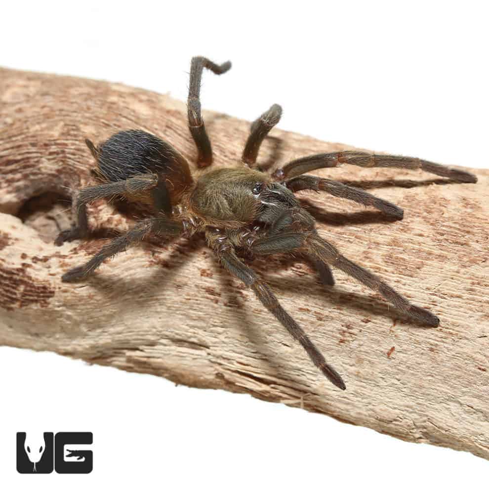 Mexican Red Rump Tarantulas (Brachypelma vagans) For Sale - Underground ...