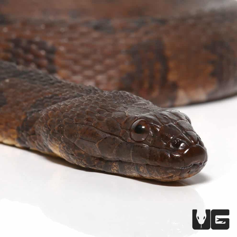 Brown Water Snakes (Nerodia taxispilota) For Sale - Underground Reptiles