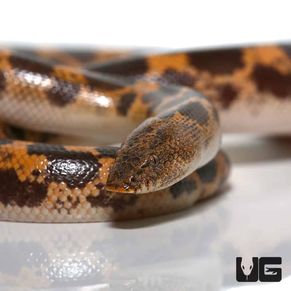 Boas For Sale - Underground Reptiles